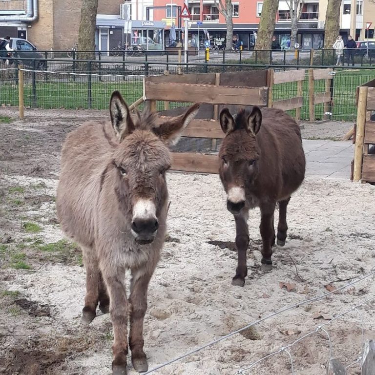 Kleine ezels - Dierenweide Dieze Oost en Stichting De Knuffelkonijntjes